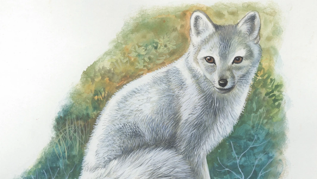 How arctic foxes master life in the deep freeze