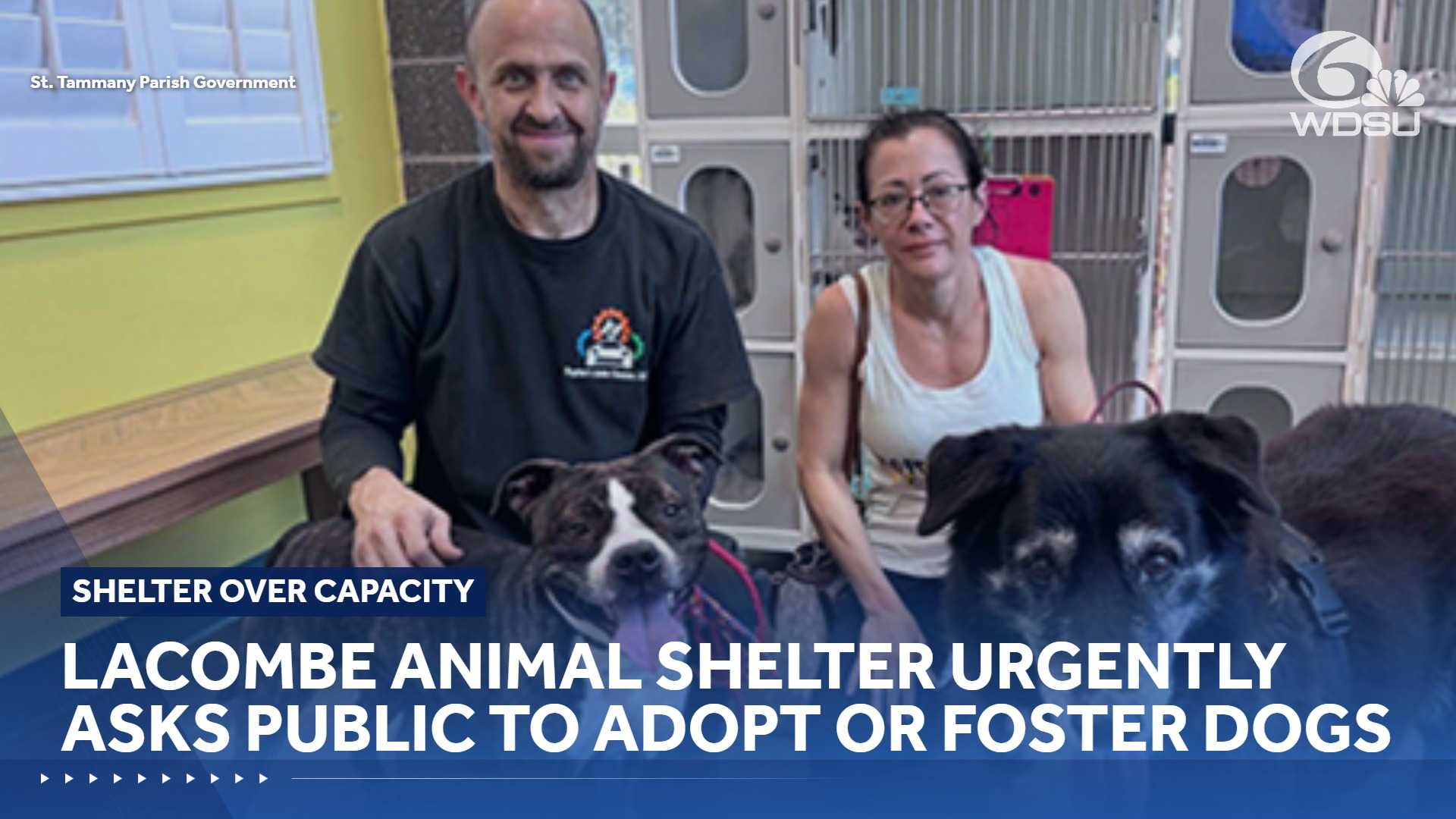 Lacombe animal shelter is in Mayday mode; 50 at risk for euthanasia