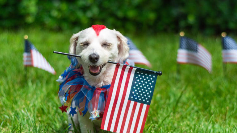 Beat the heat: Essential summer safety tips for your pet