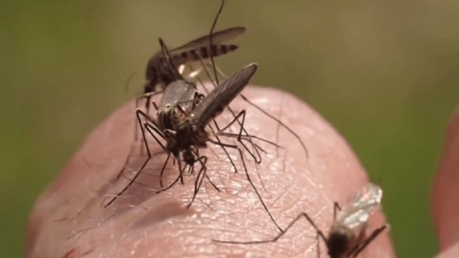 NDHHS issues West Nile virus prevention tips as mosquito activity rises