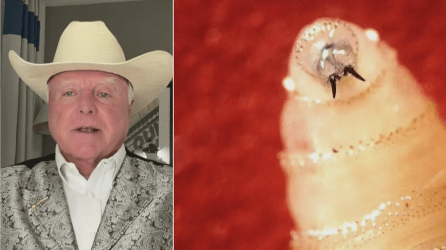 Texas ag commissioner slams USDA screwworm response