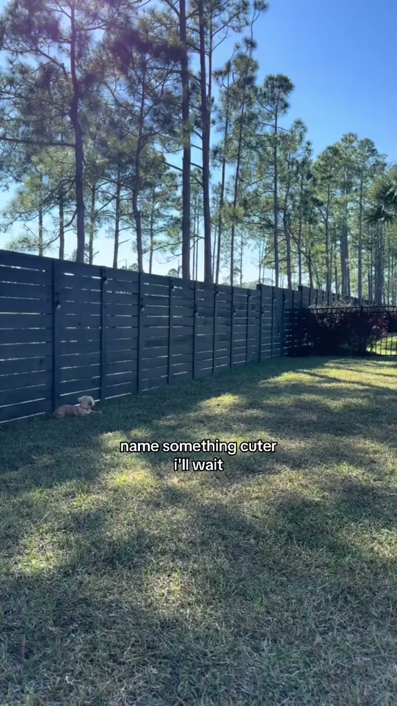 Two tiny dachshunds in the cutest backyard standoff