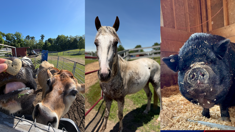 300+ farm animals seized from Hadley animal sanctuary now up for adoption
