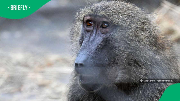 Western Cape man fights off baboons trying to get into his car as ...