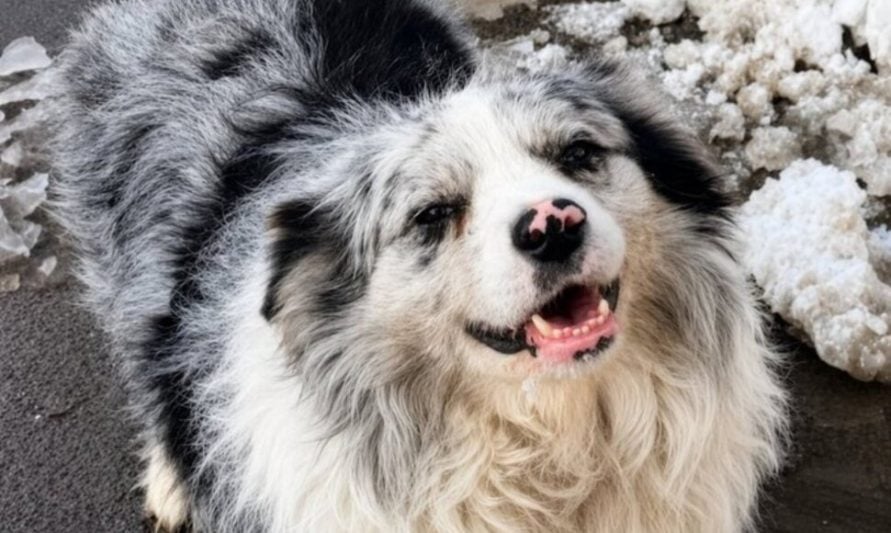 Famous Chinese dog Chutou stolen and sold to restaurant, sparking ...