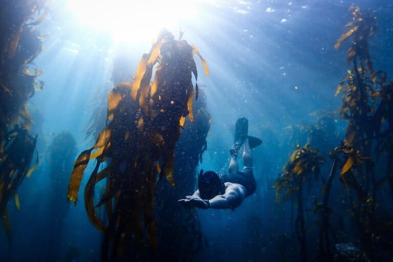 World Oceans Day: Marine protected areas surpass 10% mark in 2026