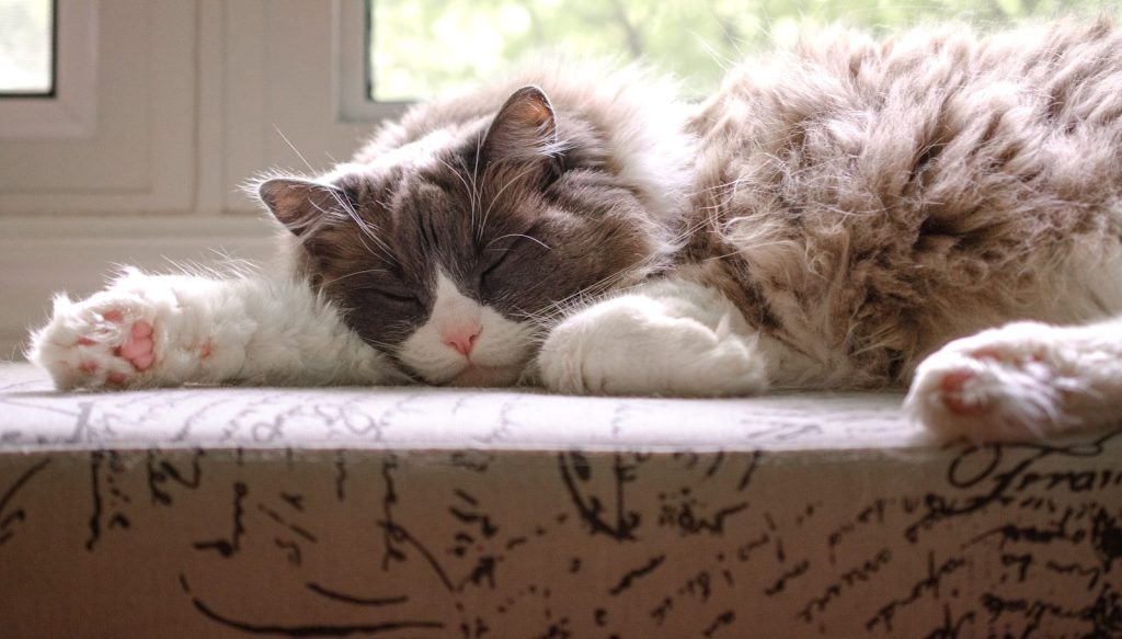 How to spot the quiet signs your cat is saying goodbye