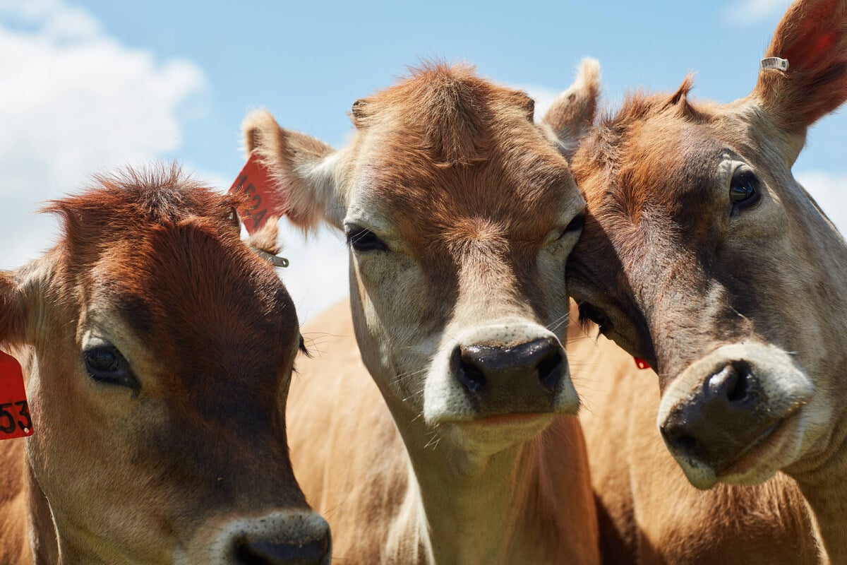 Screwworm-related border closures trigger cattle crisis in US – and ...