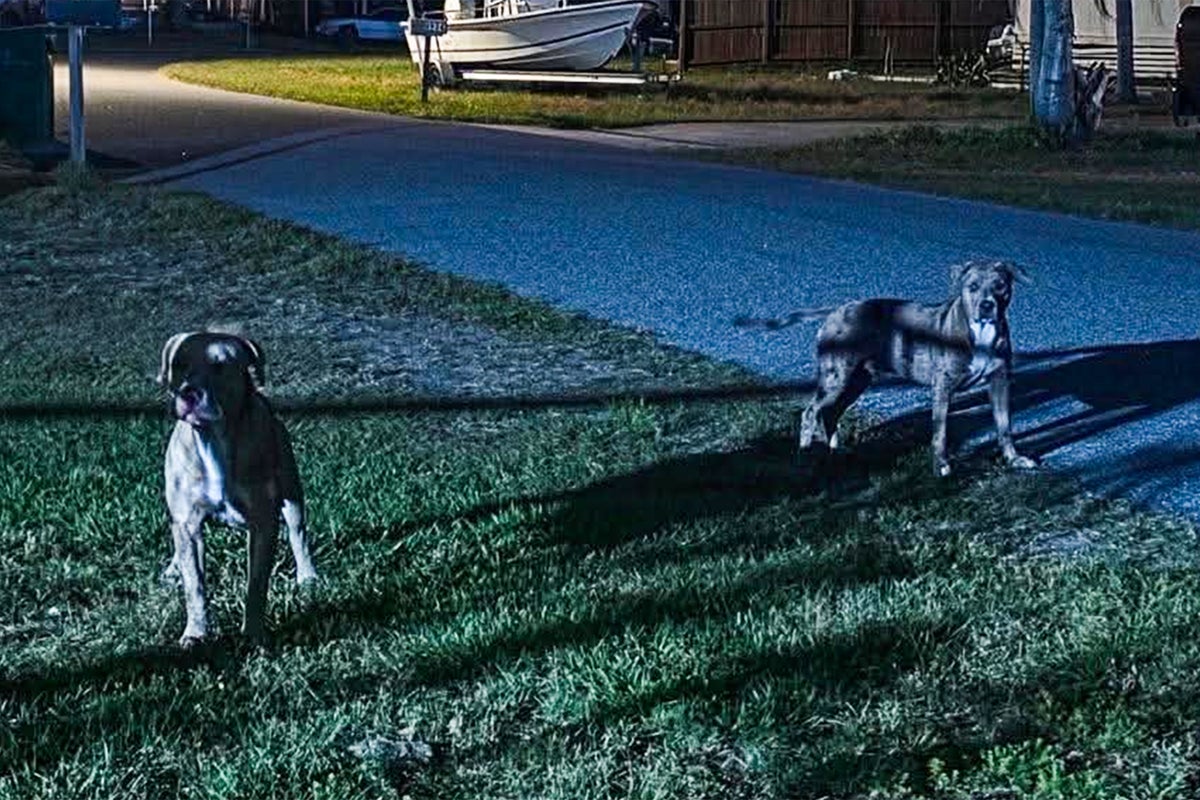 Woman mauled to death by two dogs despite neighbors reporting owner