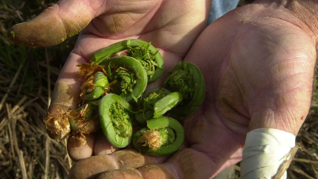 Preserving Appalachian culinary heritage