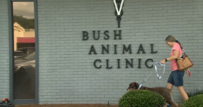 Veterinarian warns pet owners about blue-green algae after dog ...