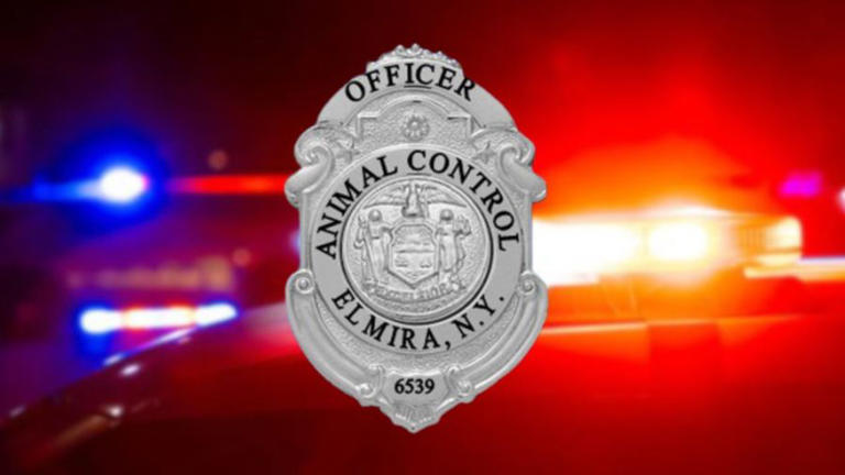Dog dies in Elmira Animal Control vehicle, investigation underway