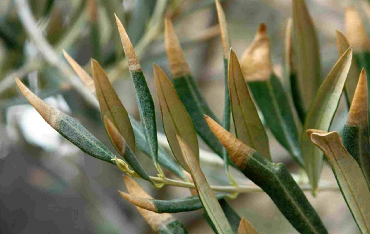 Xylella fastidiosa: Guía completa sobre la bacteria que amenaza los olivos