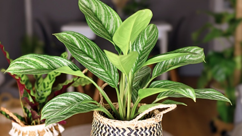 9 indoor plants that don't need much sun to survive