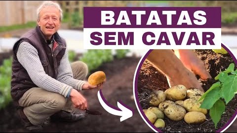 Cultivo de batatas sem escavar 🥔 dicas de especialista de Charles Dowding