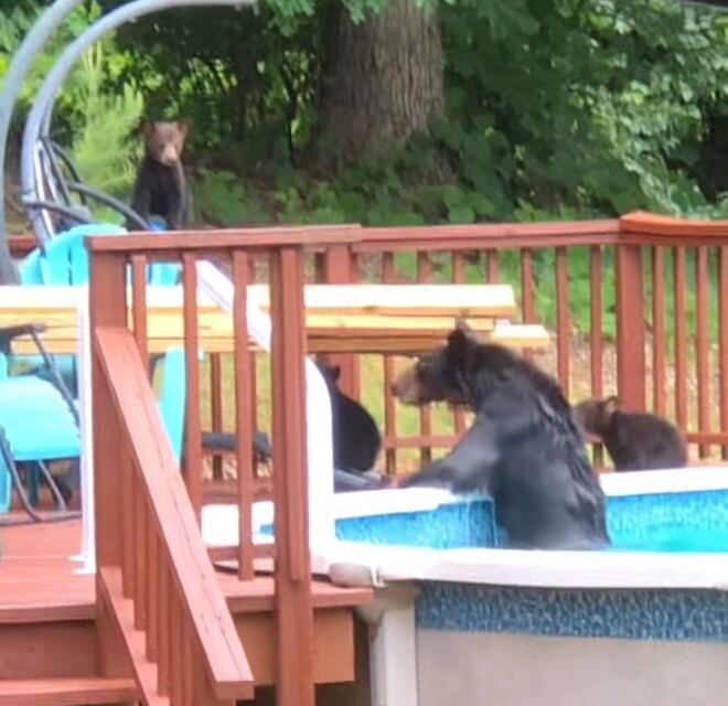 That's my pool. Woman watches as black bear, cubs use backyard pool in ...