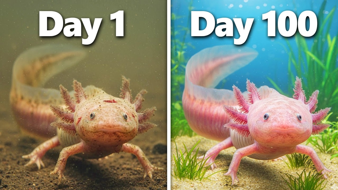 I rescued an injured axolotl 🐾