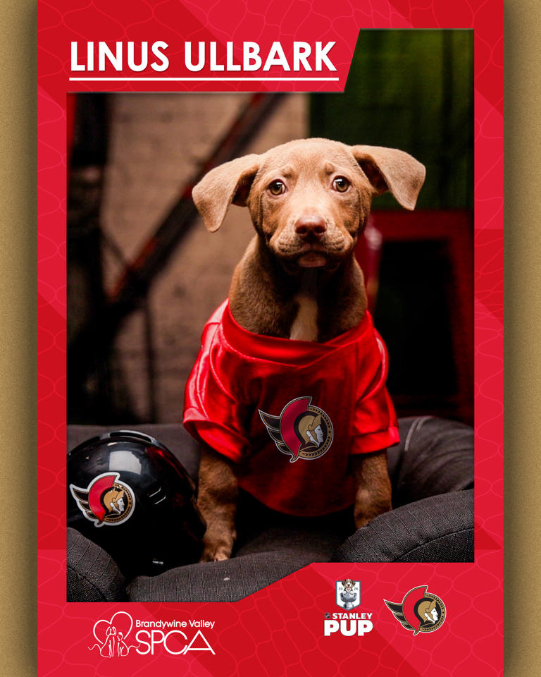 Ranking every dog name and pun from the 2026 'Stanley Pup'