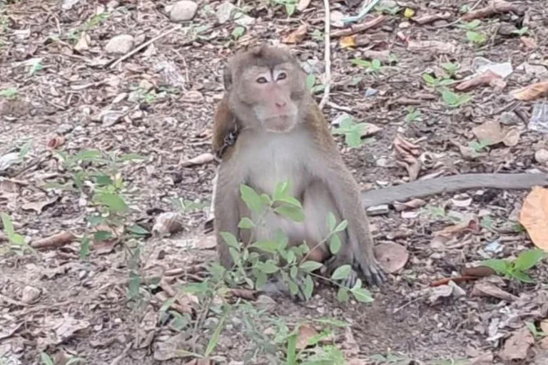 Grandad's pet monkey 'tied to a tree' kills boy, 6, in furious biting ...