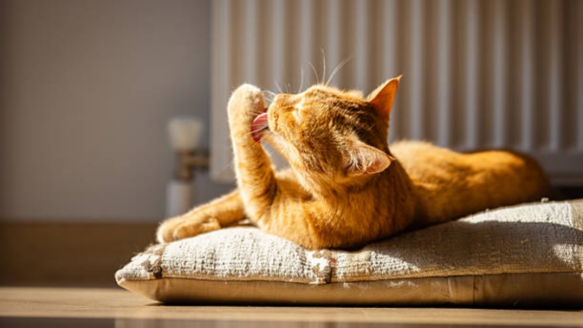 Does your cat need sunlight every day? What apartment owners should know