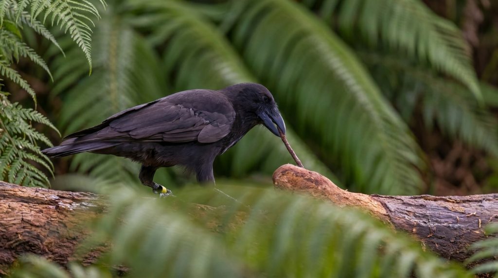 Researchers banned pencils from a lab just to see what these rare crows ...