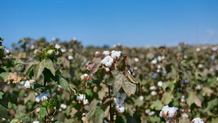 USDA moves to stem ongoing US cotton farming losses