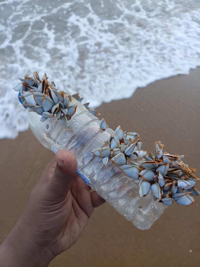 Sri Lanka bans single-use plastic bottles at government events, charges ...