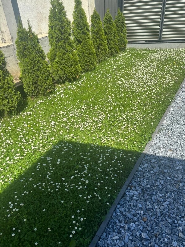 Gardener planted tiny daisies in one corner of their lawn, and now they ...