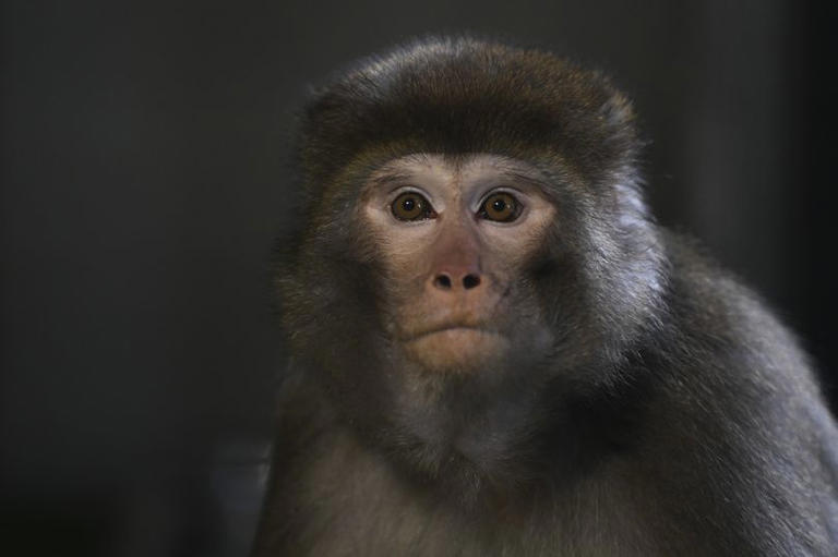 Grandad's pet monkey 'tied to a tree' kills boy, 6, in furious biting ...