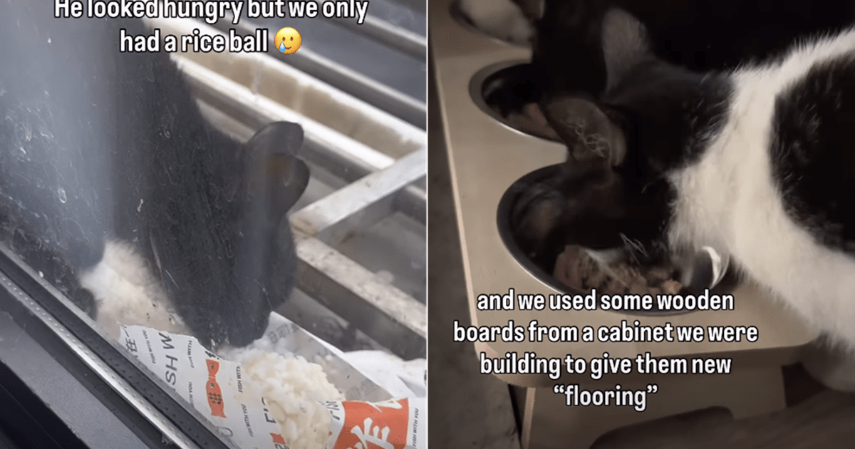 After meeting 4 cats, human is not just a 'dog person' anymore