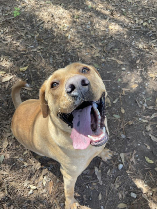 Sweet lab mix, Jack, is available for adoption at the Mobile SPCA