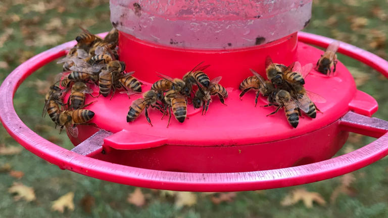 Keep bees and wasps away from hummingbird feeders with one little-known tip