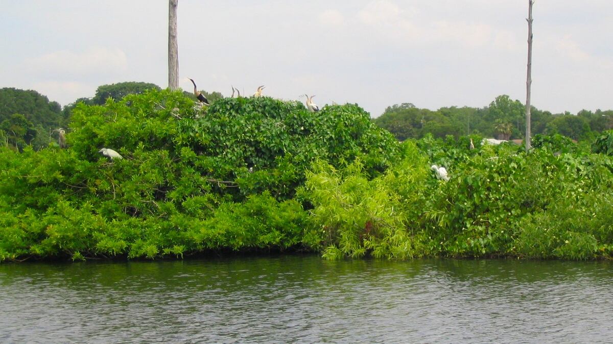 Concern for nesting birds prompts Safety Harbor to consider moving July ...