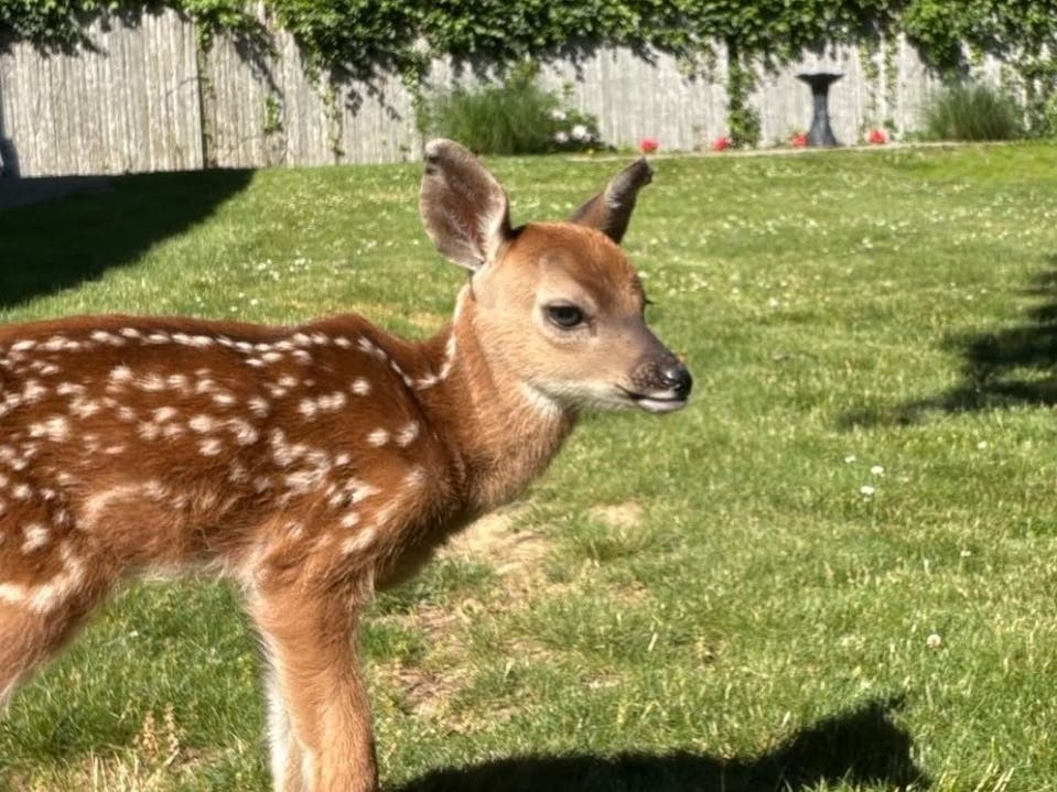 Baby deer rescued by Southold Town public safety dispatcher, honored ...