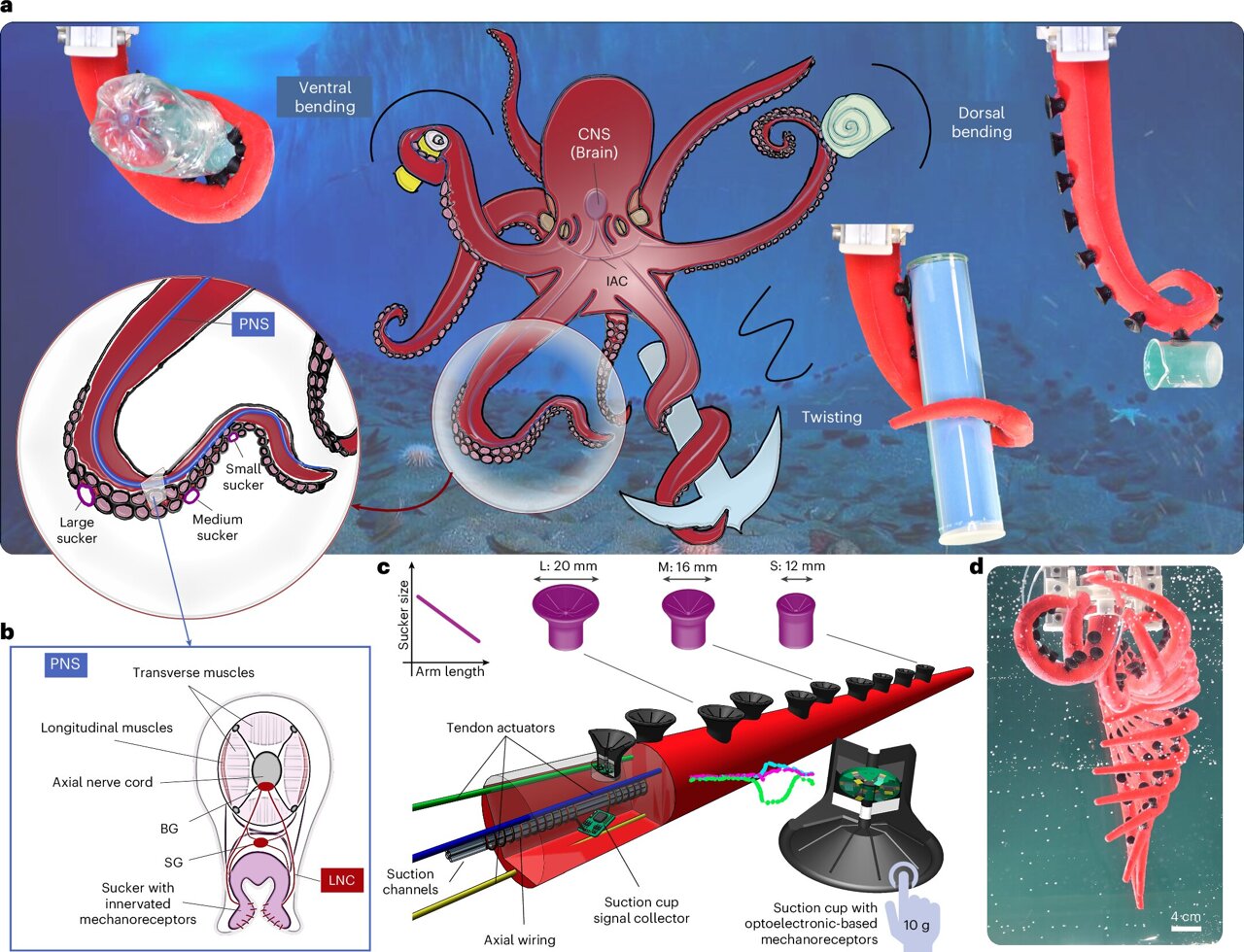 Robotic arm inspired by octopus uses tactile sensors in suction cups ...