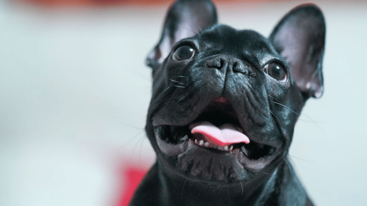 10 small dog breeds you'll want to take home immediately