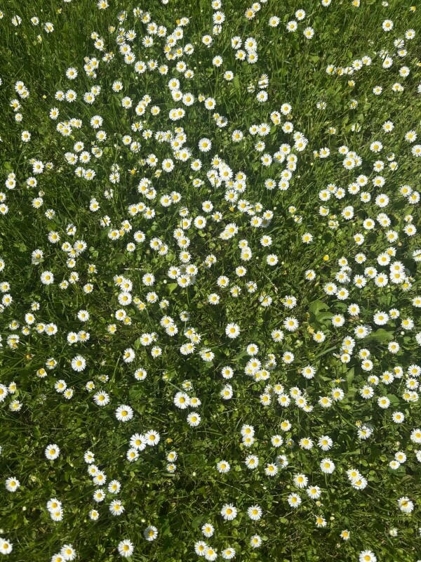 Gardener planted tiny daisies in one corner of their lawn, and now they ...