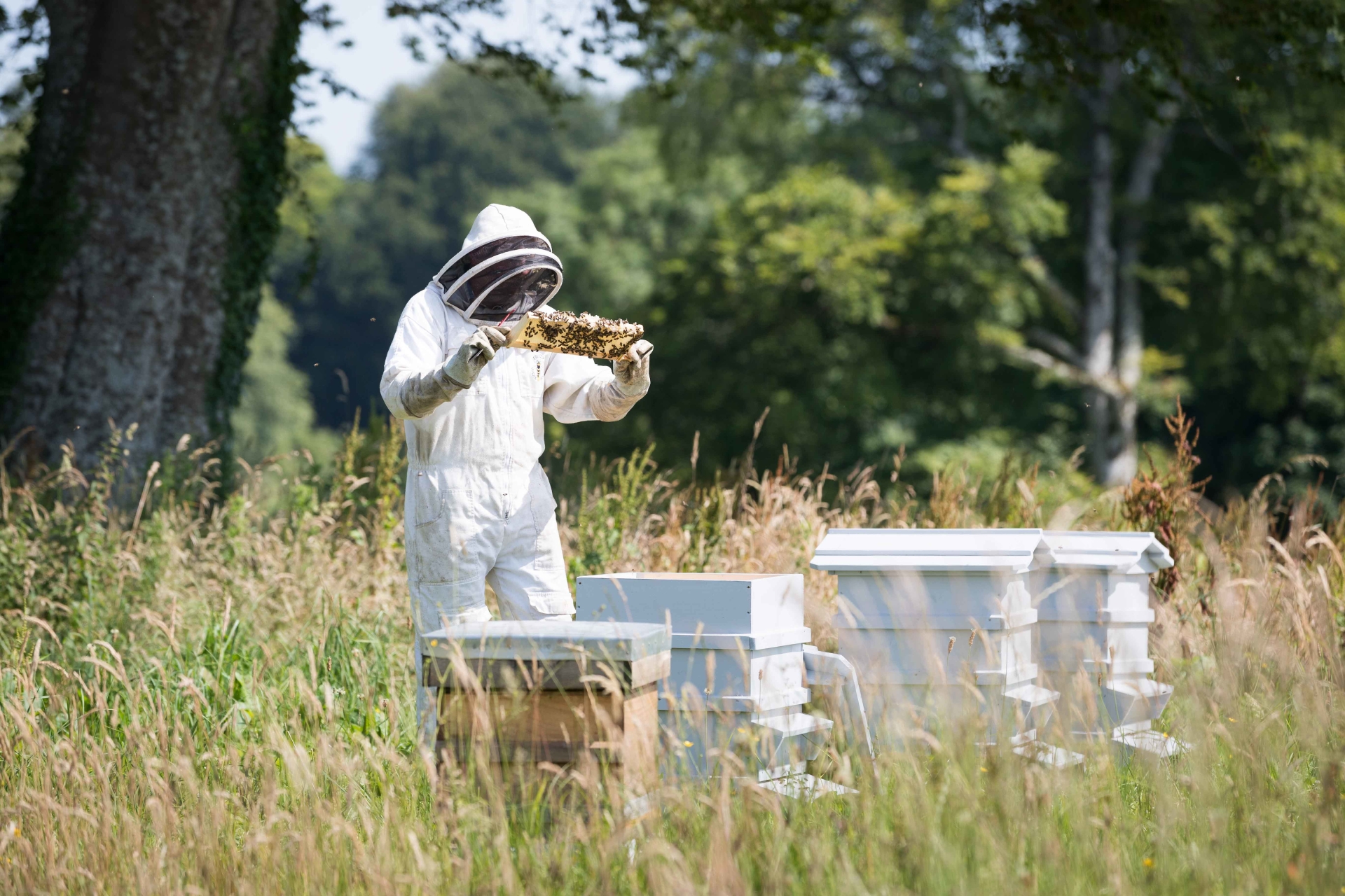 Scotland beekeepers warned after first case of bee disease AFB ...