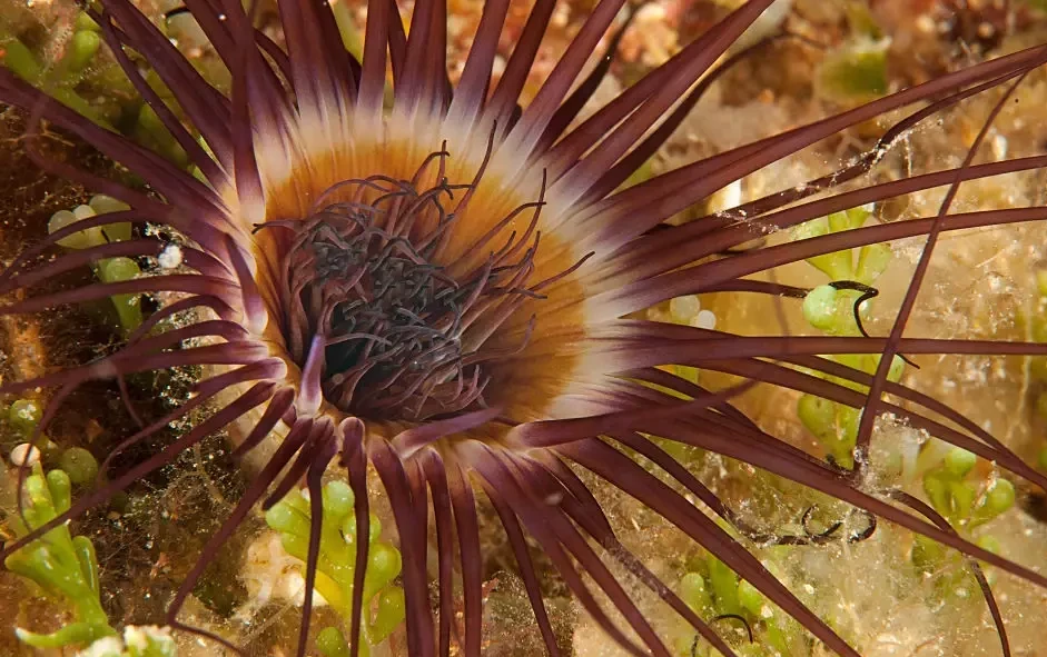 Sea anemone study shows inherited epigenetic changes across generations