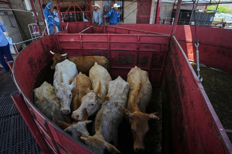 Flesh‑eating screwworm spreads—second state confirms case, in New ...