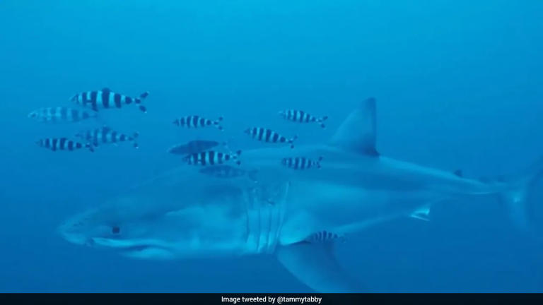 Rare great white shark filmed in Mediterranean Sea for first time ever ...