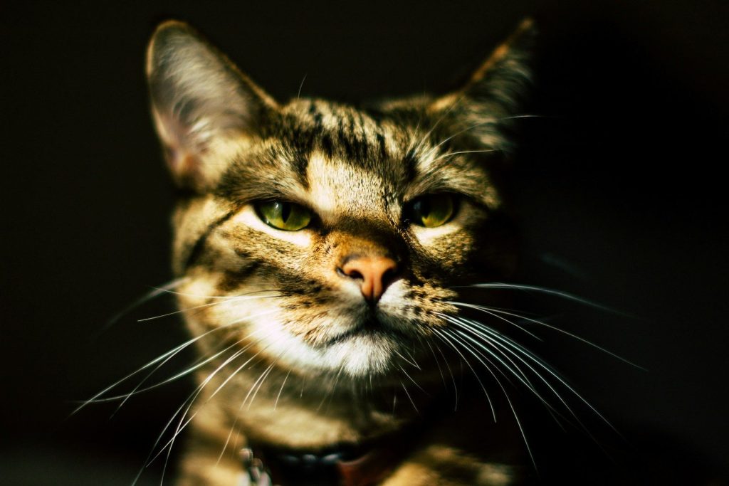 How do you stop a clever fridge-raiding cat?