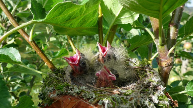 A baby bird was raised by the wrong species and still knew its own song