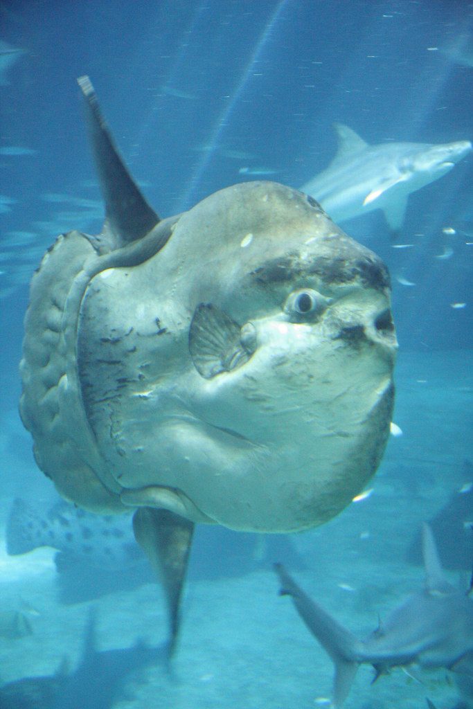 Why the ocean sunfish broke the rules of evolution
