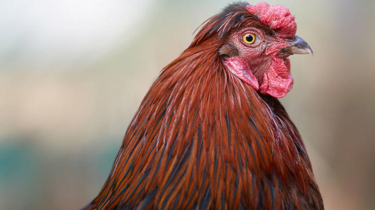 African proverb of the day: 'A rooster is not expected to crow for the ...
