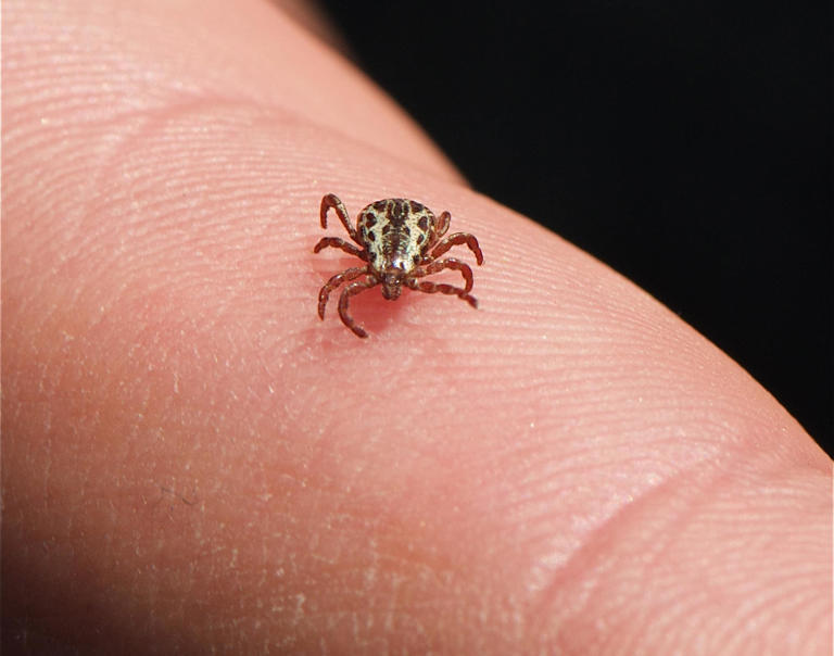 The deadliest animal lurking in every US state