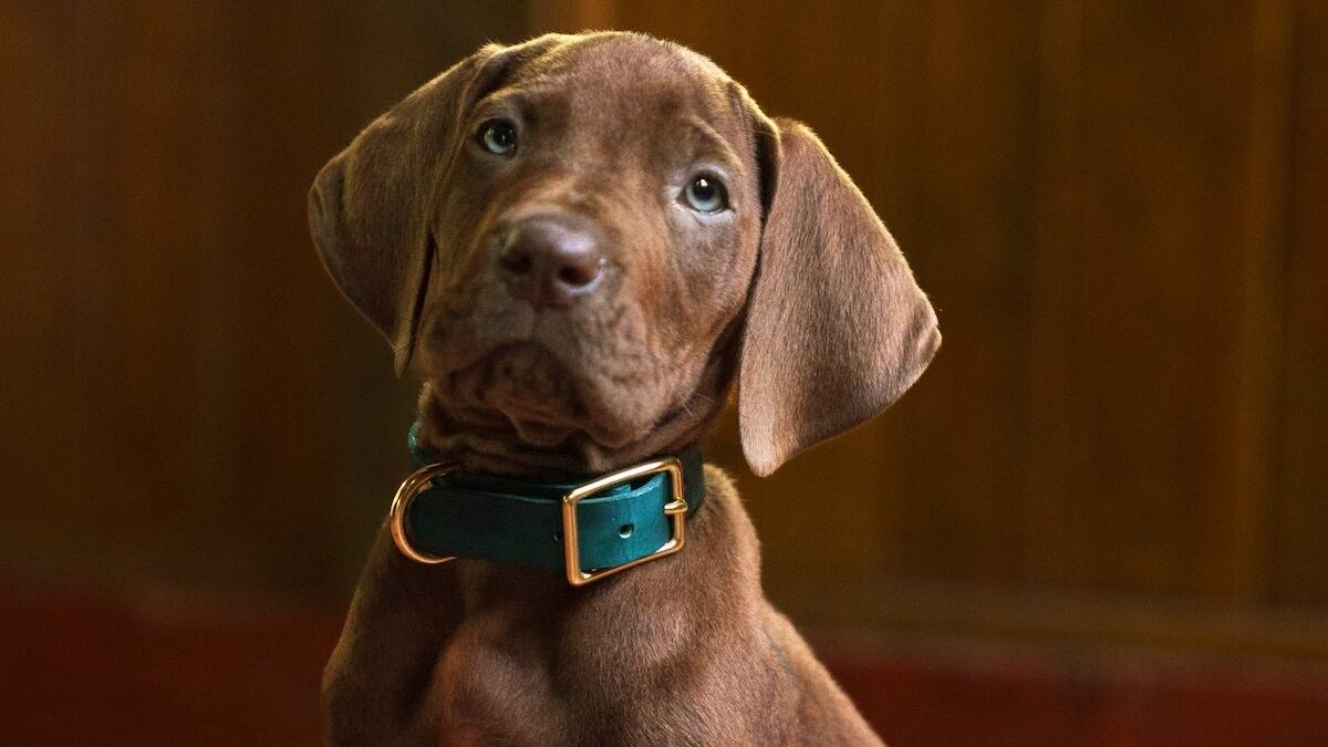 Jinkies, Scooby is real! Netflix unveils first look at dog cast as ...