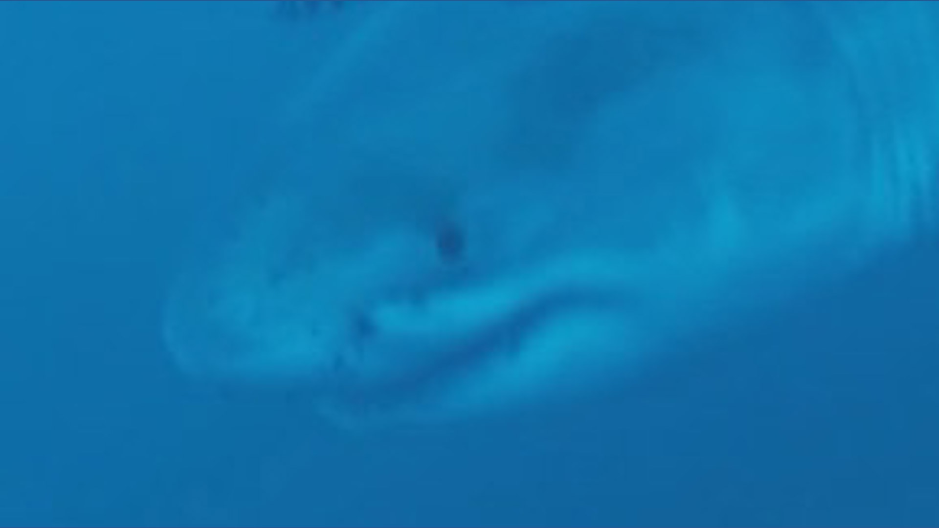 Great white shark caught on video in Mediterranean Sea