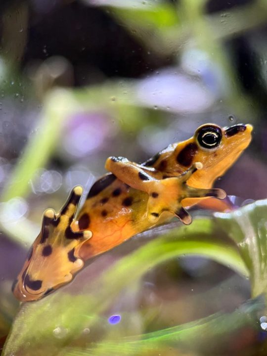 ZooTampa celebrates hatching of endangered Panamanian golden frogs