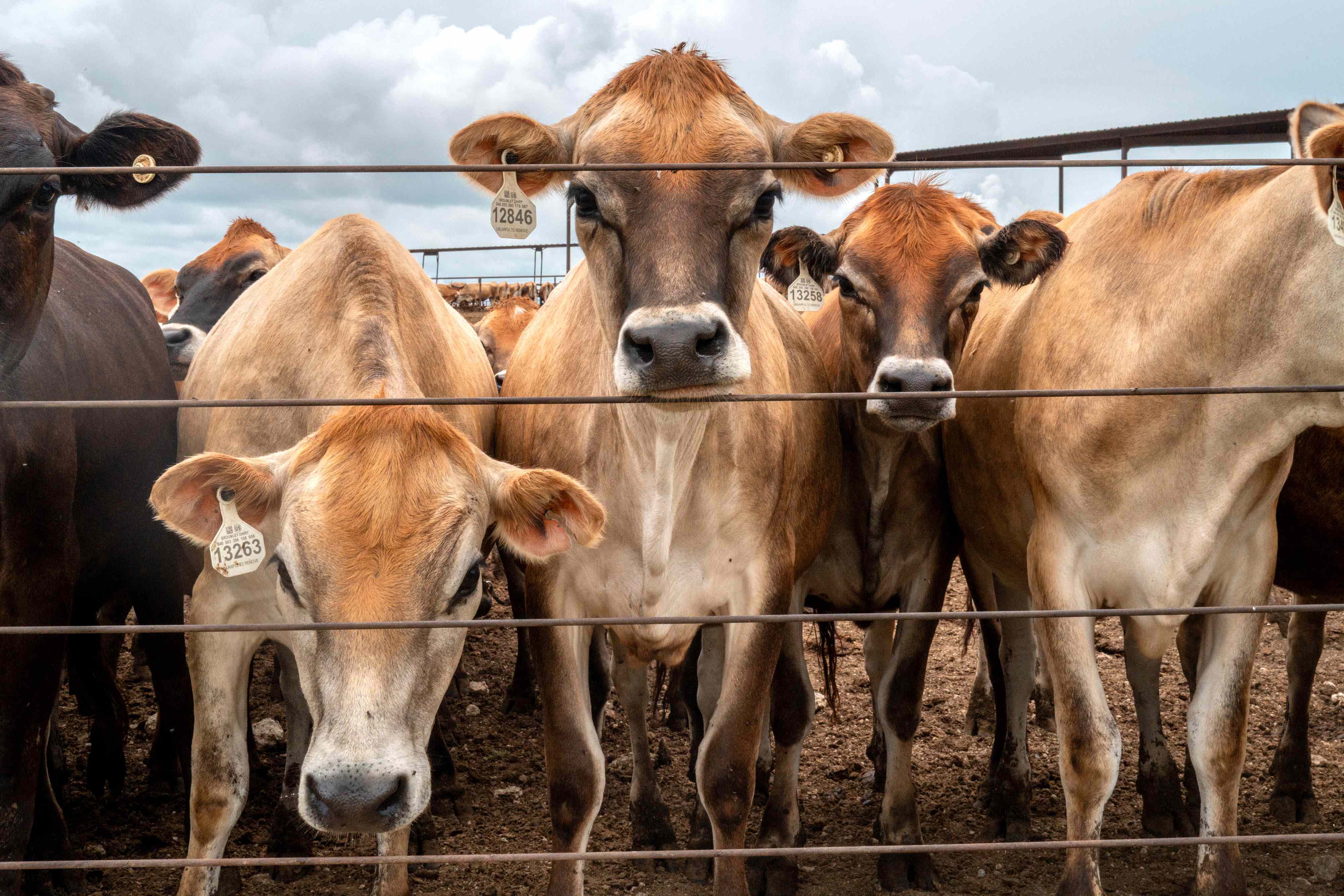 A flesh-eating fly has reached Texas cattle — here’s what it means for beef